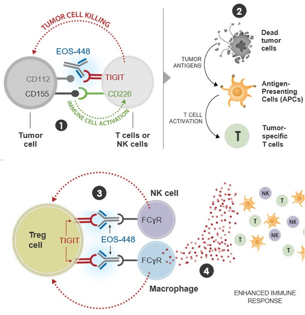 GSK 항-TIGIT 면역항암제 개발 제휴