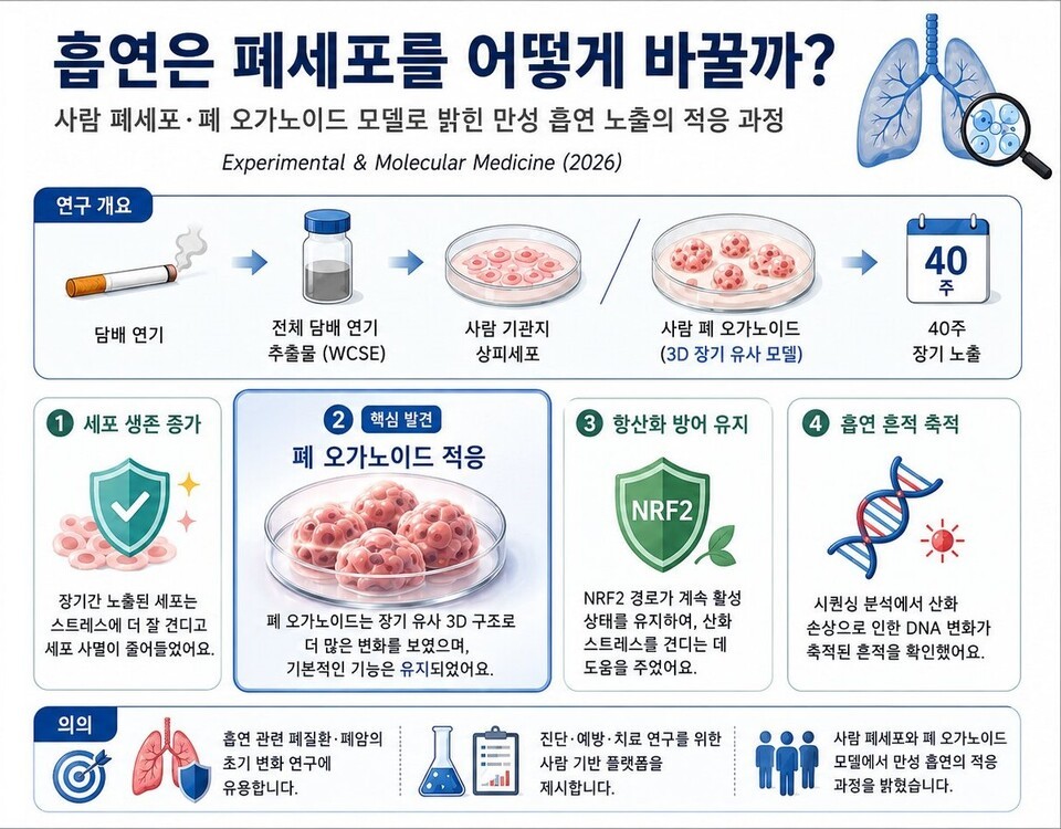 인간 폐 오가노이드 활용 흡연성 폐질환 연구 플랫폼 구축